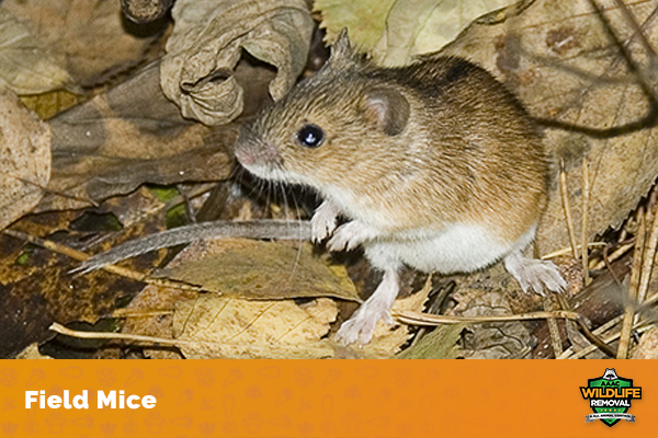 Field Mouse Facts - AAAC Wildlife Removal of Central Kentucky