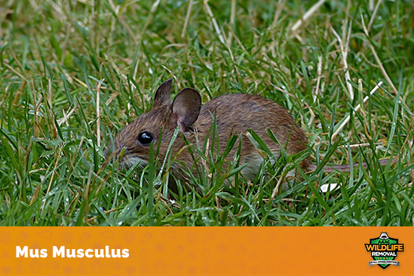 House Mice Facts - AAAC Wildlife Removal of Central Kentucky