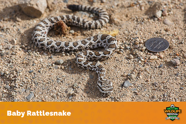 How Many Rattles on a Rattlesnake? - AAAC Wildlife Removal of Central ...